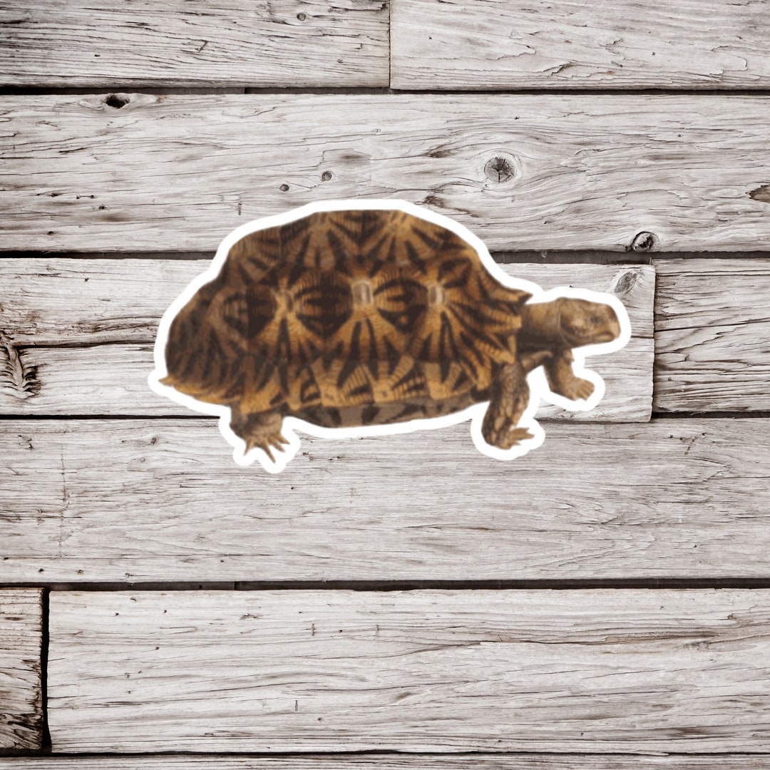 Tortoise Sticker, Tortoise Shell Sticker, Reptile Sticker, Vintage ...
