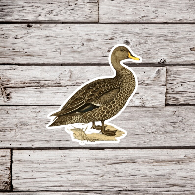 Mallard Duck Sticker, Duck Sticker, Mallard Sticker, Natural History ...