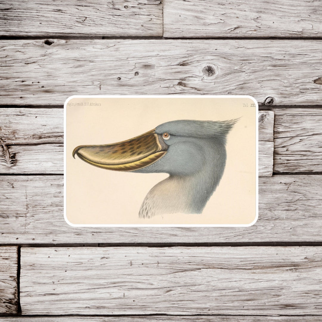 Shoebill Sticker, Natural History Sticker, Waterproof Sticker, Vintage ...