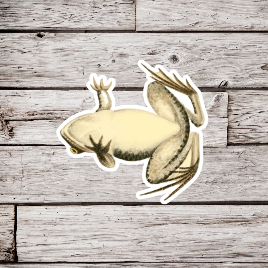 Frog Bottom Sticker, Frog Sticker, Amphibian Sticker, Science Sticker ...