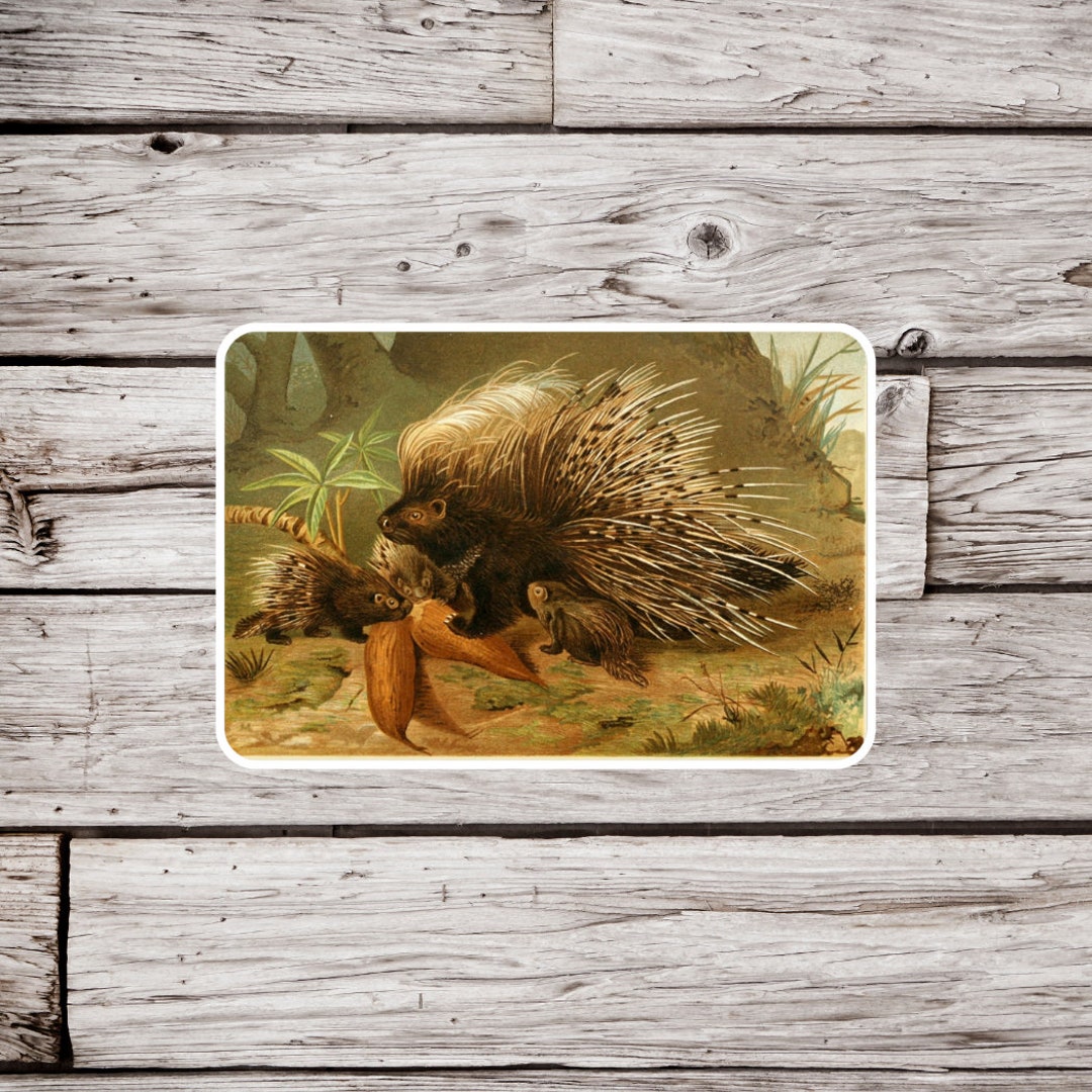 Porcupine Sticker, Animal Sticker, Wildlife Sticker, Waterproof Sticker ...
