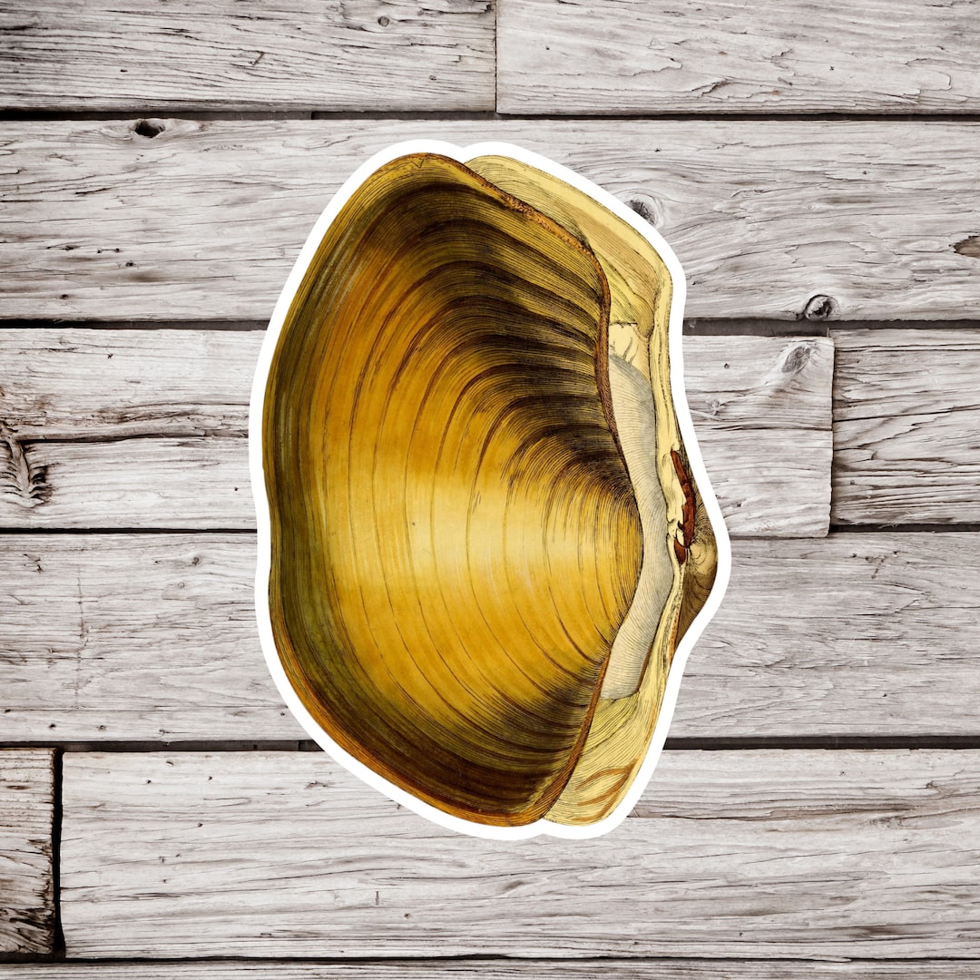 Clam Shell Sticker, Vintage Sea Shell Sticker, Mollusc Sticker, Natural ...
