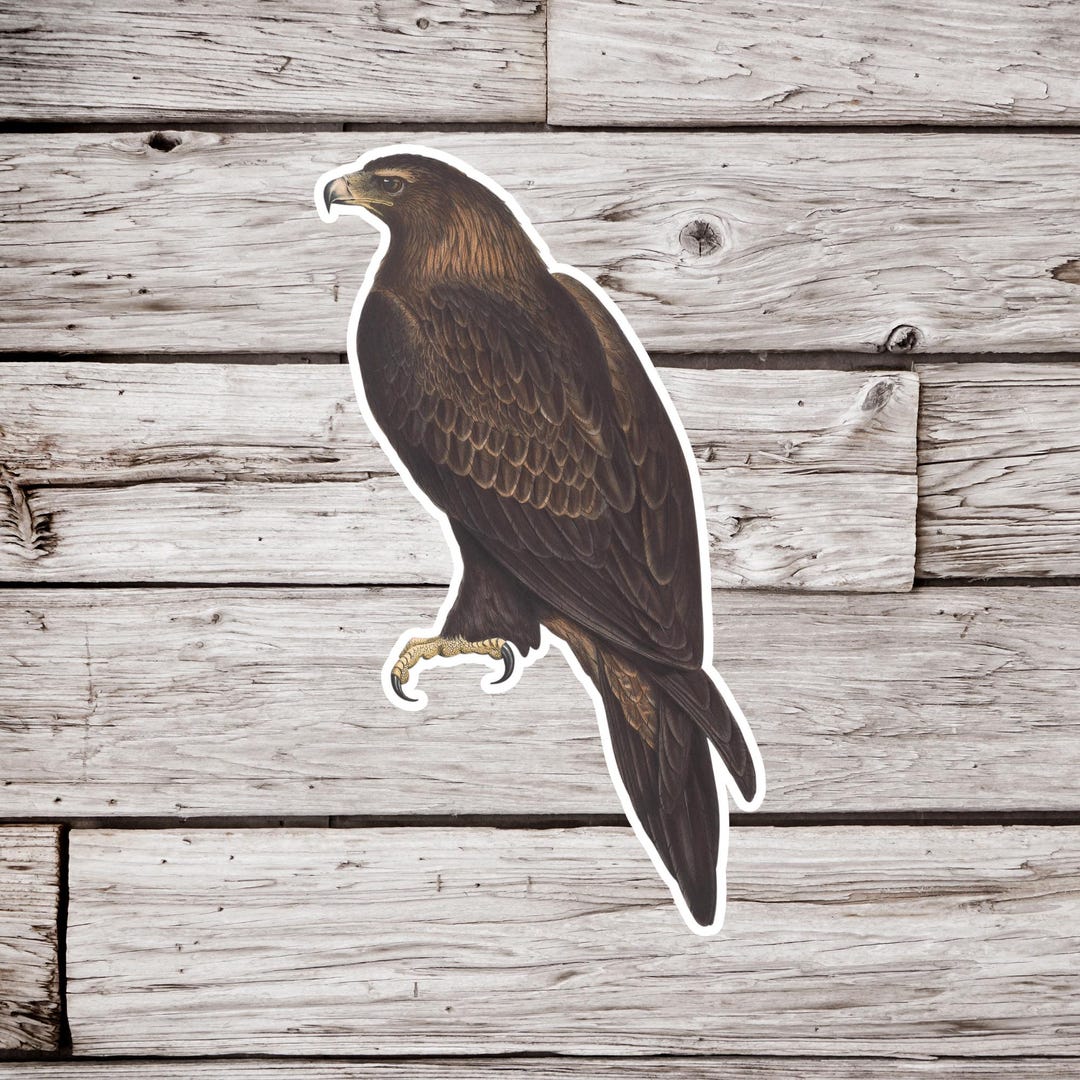 Golden Eagle Sticker, Hawk Sticker, Bird Sticker, Ornithology Sticker ...