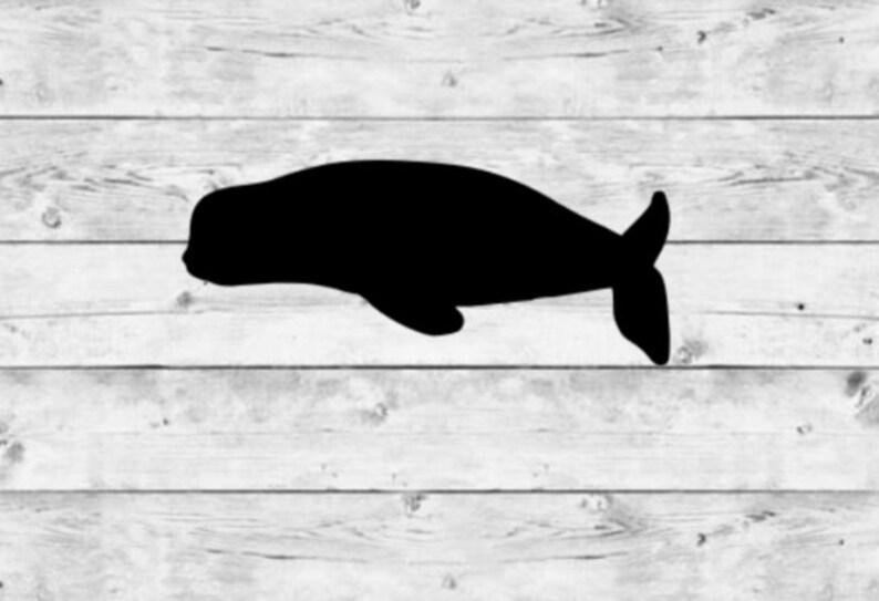 Beluga Whale Decal Beluga Whale Vinyl Decal Beluga Whale - Etsy