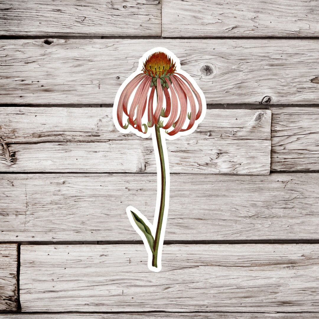 Coneflower Sticker or Magnet, Echinacea Sticker, Vintage Flower Sticker ...