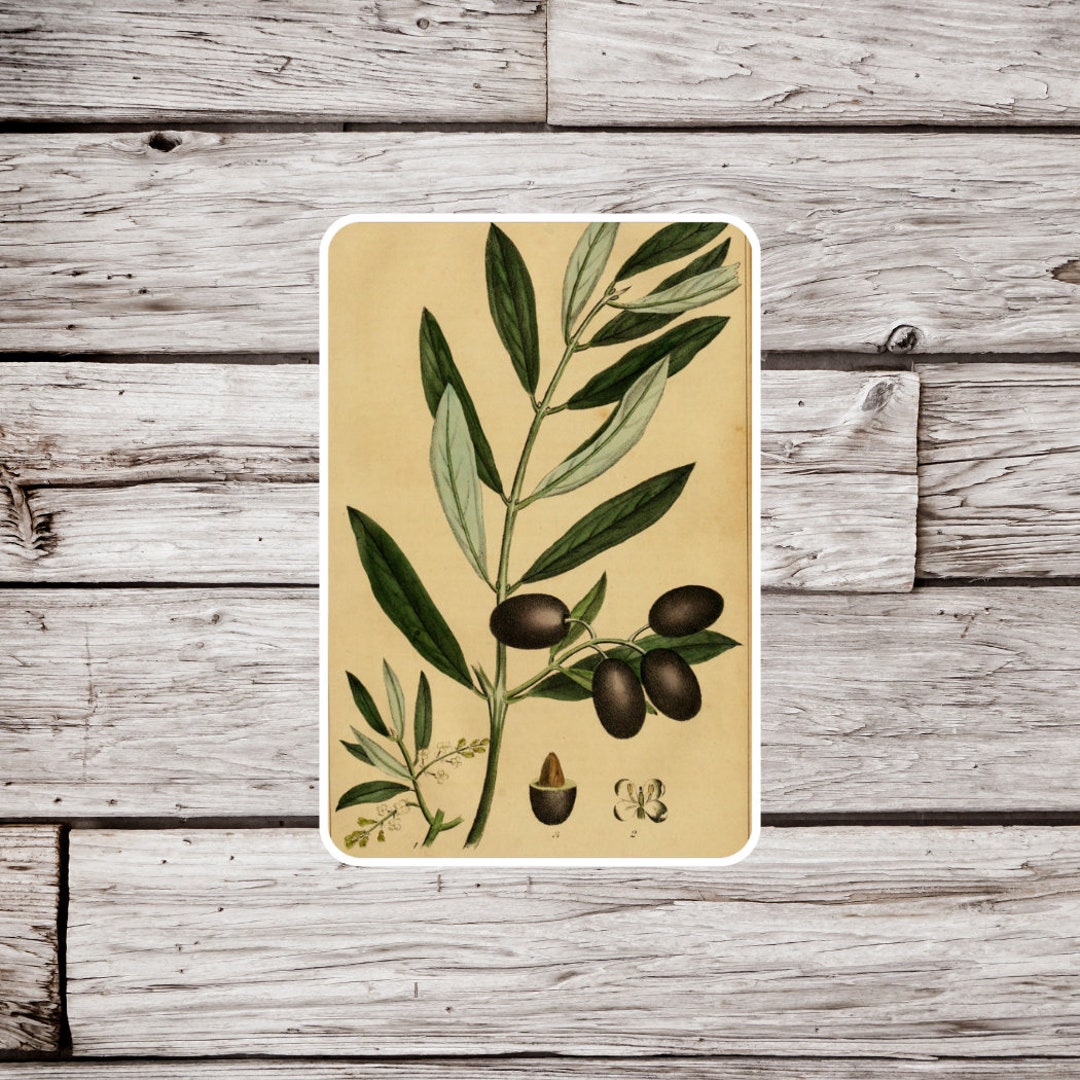 Olive Sticker, Vintage Olive Sticker, Waterproof Sticker, Olive Branch ...