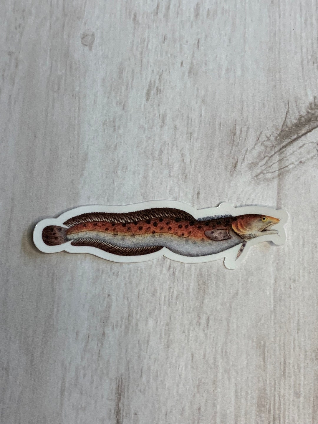 Eel Sticker or Magnet Eel Sticker Ocean Sticker Sea - Etsy