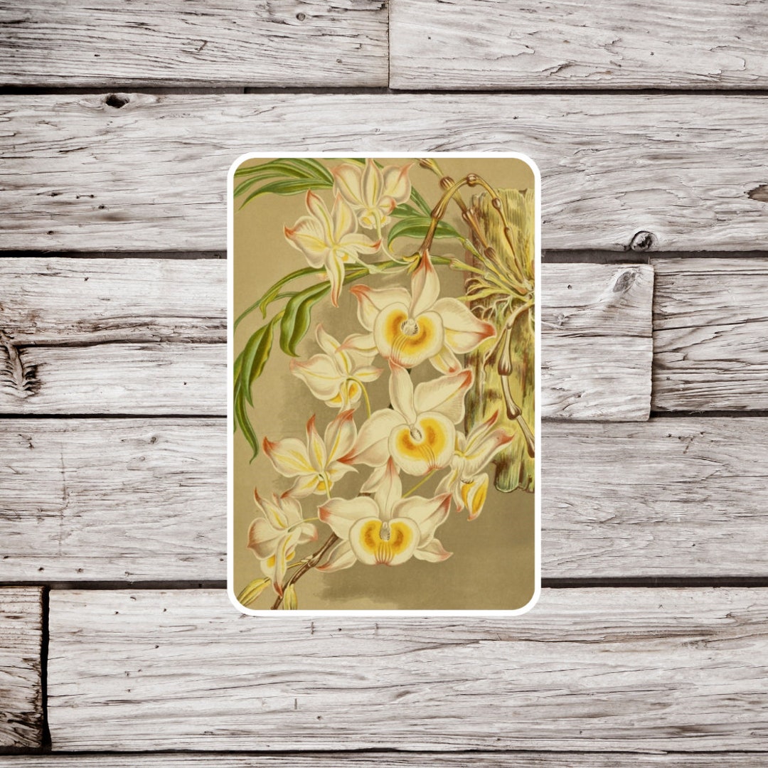 Orchid Sticker, Dendrobium Thyrsiflorum Sticker, Natural History ...