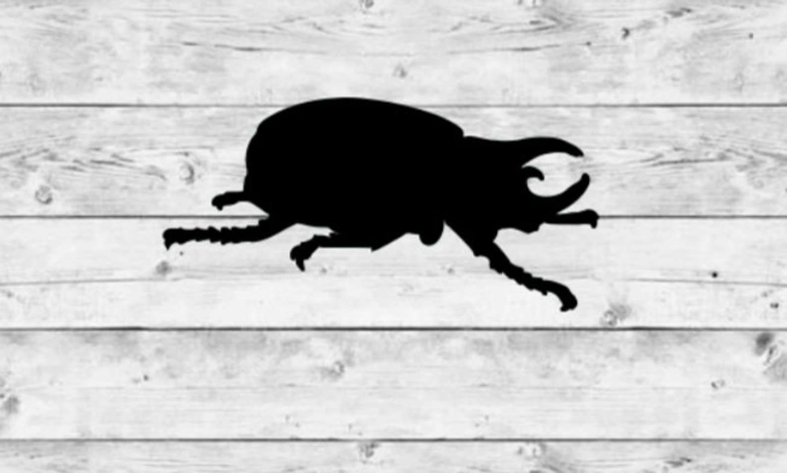 Beetle Decal Beetle Vinyl Decal Beetle Sticker Jungle | Etsy