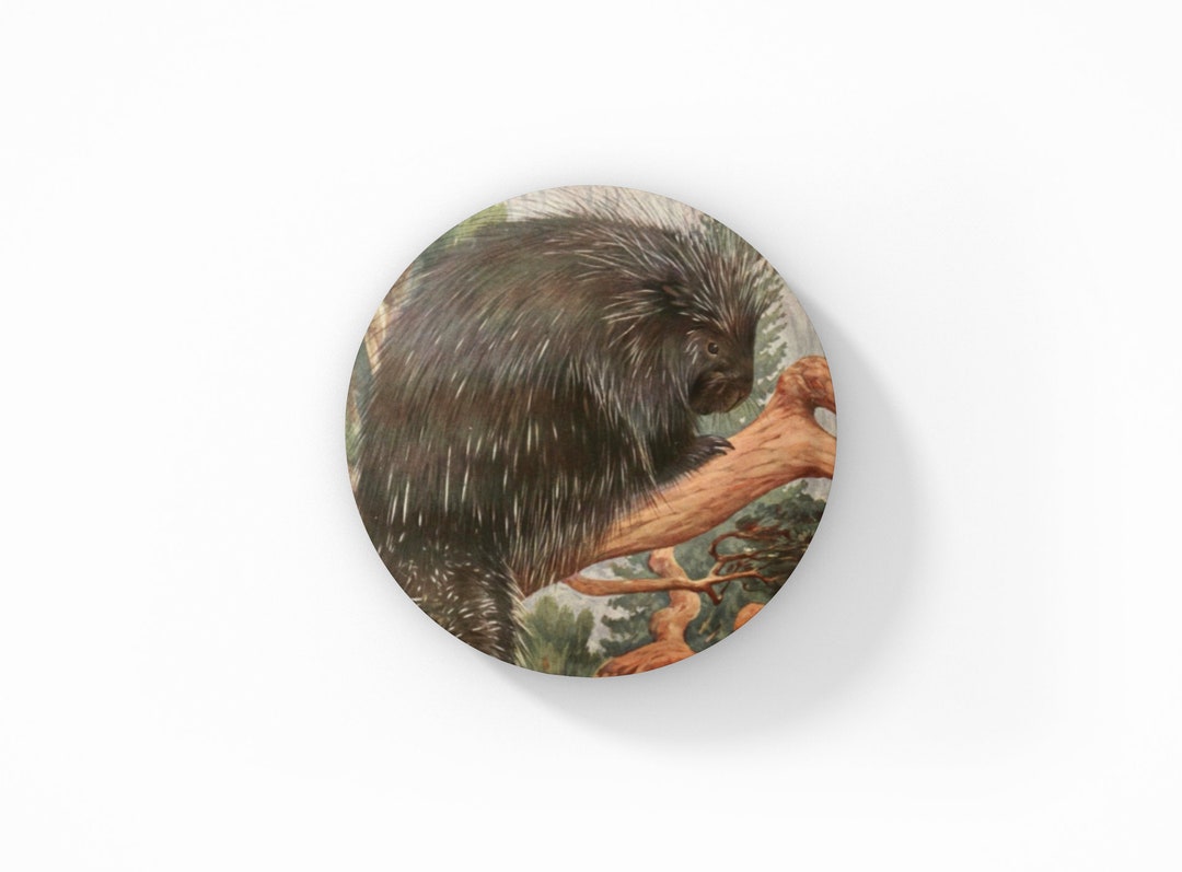 Porcupine Pin, Porcupine Pin Back Button, Porcupine Pin, Vintage ...
