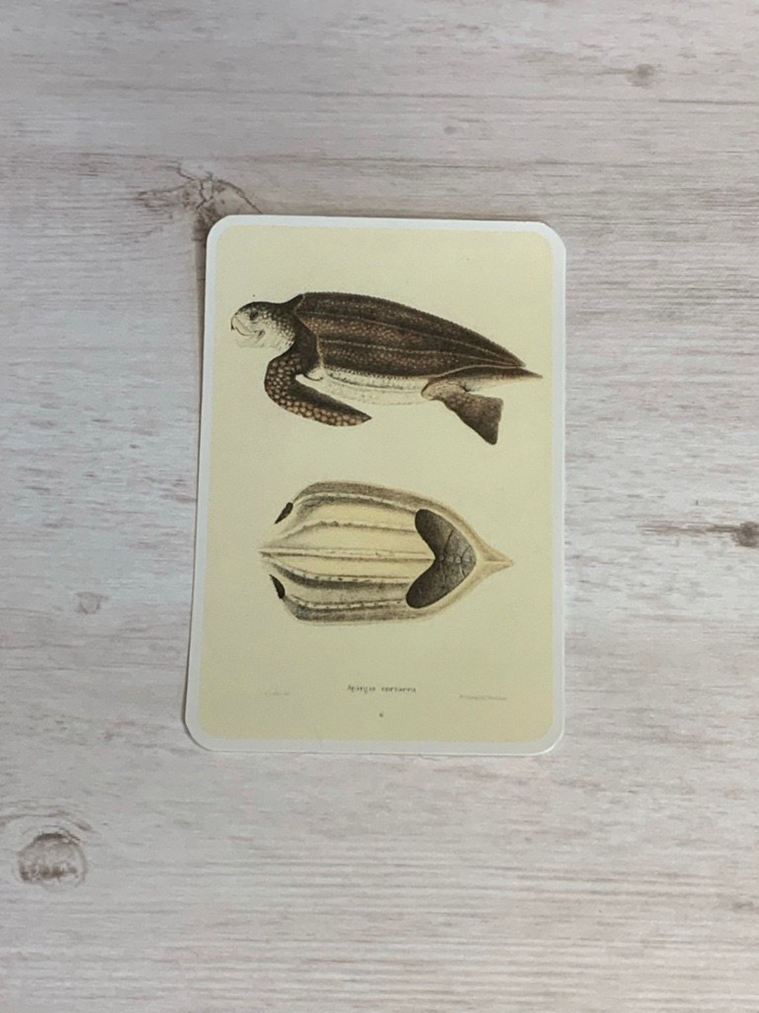 Sea Turtle Sticker or Magnet, Leatherback Sea Turtle Sticker, Sea ...