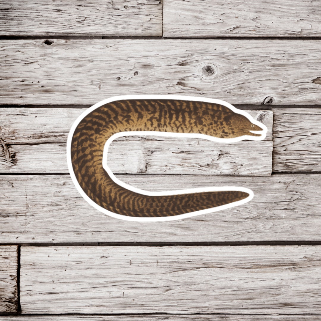 Moray Eel Sticker, Eel Sticker, Muraenidae Sticker, Painted Eel Sticker ...