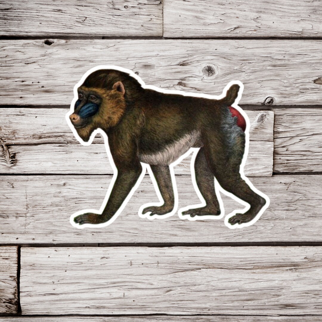 Baboon Sticker, Natural History Sticker, Animal Sticker, Wildlife ...