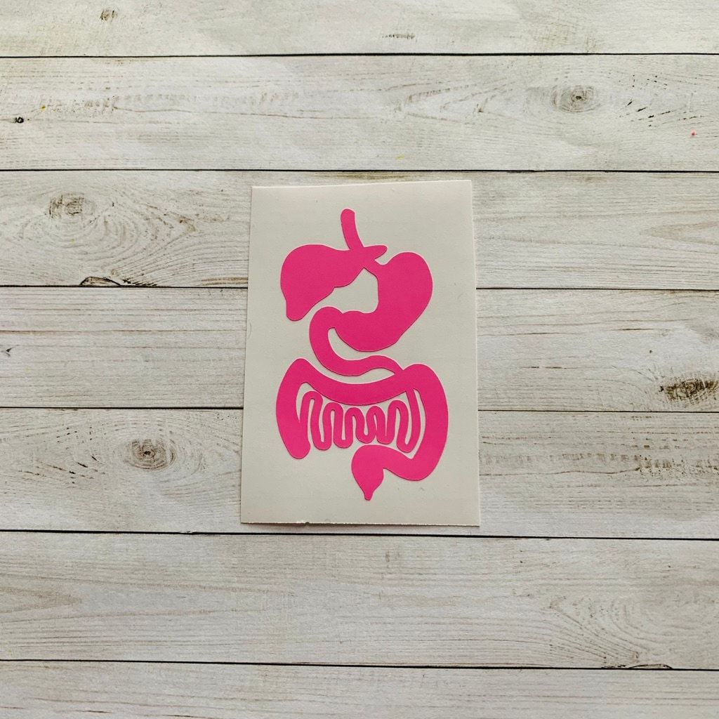 Organ Decal Organ Sticker Digestive System Decal Stomach - Etsy UK