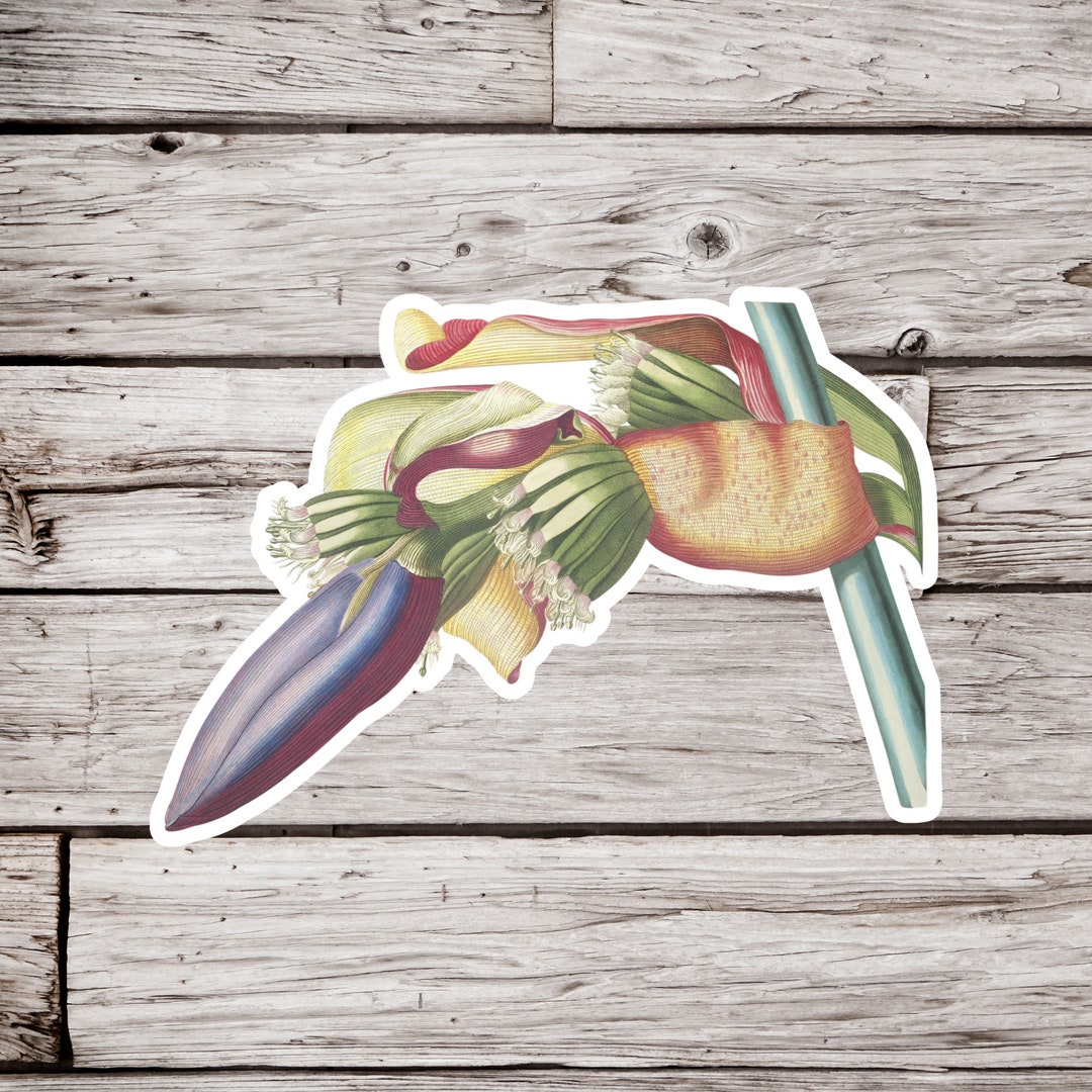 Banana Flower Sticker, Banana Plant Sticker, Banana Sticker, Botanical ...