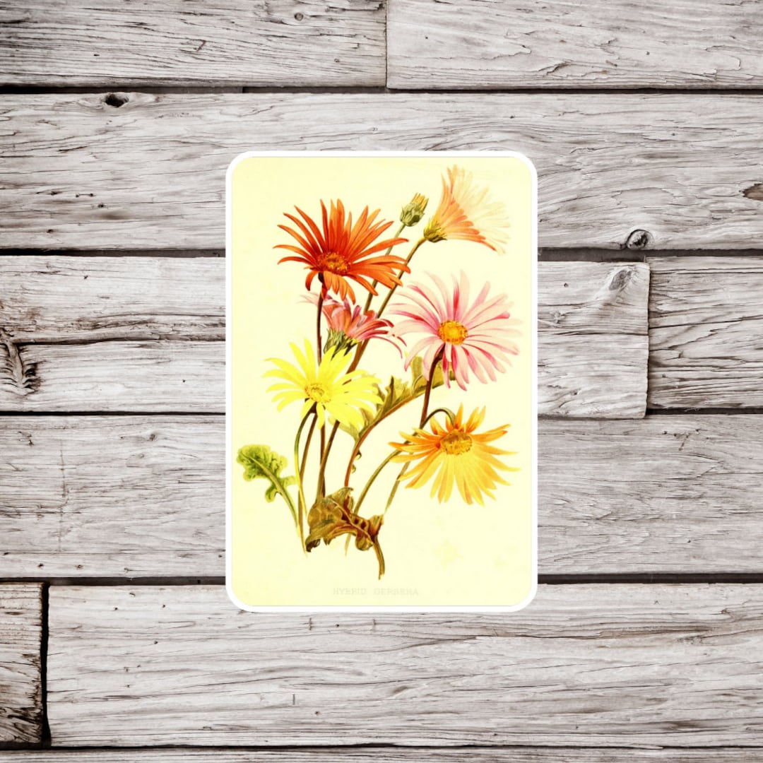 Daisy Sticker, Gerbera Daisies Sticker, Natural History Sticker ...