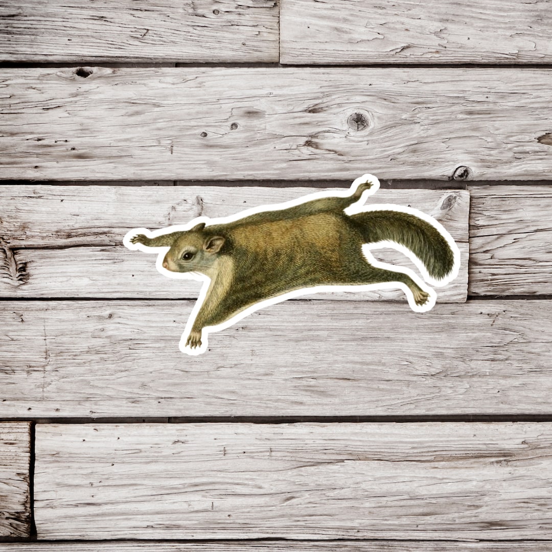 Flying Squirrel Sticker, Gliding Squirrel Sticker, Squirrel Sticker ...