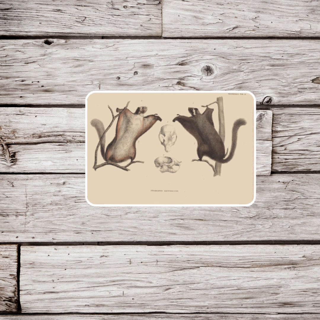 Flying Squirrel Sticker, Gliding Squirrel Sticker, Squirrel Sticker ...