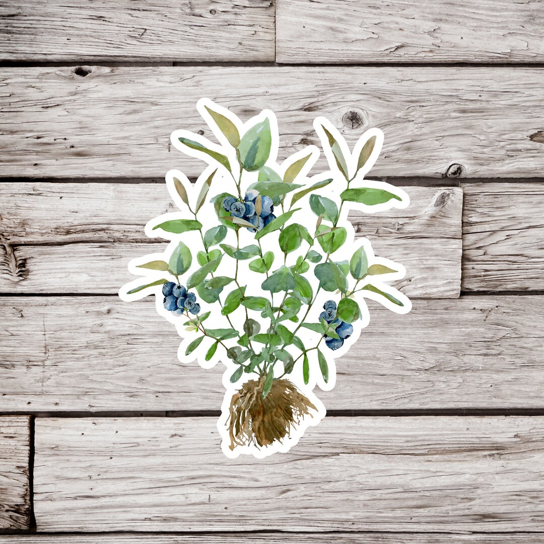 Blueberry Plant Sticker, Blueberry Sticker, Berry Sticker, Fruit ...