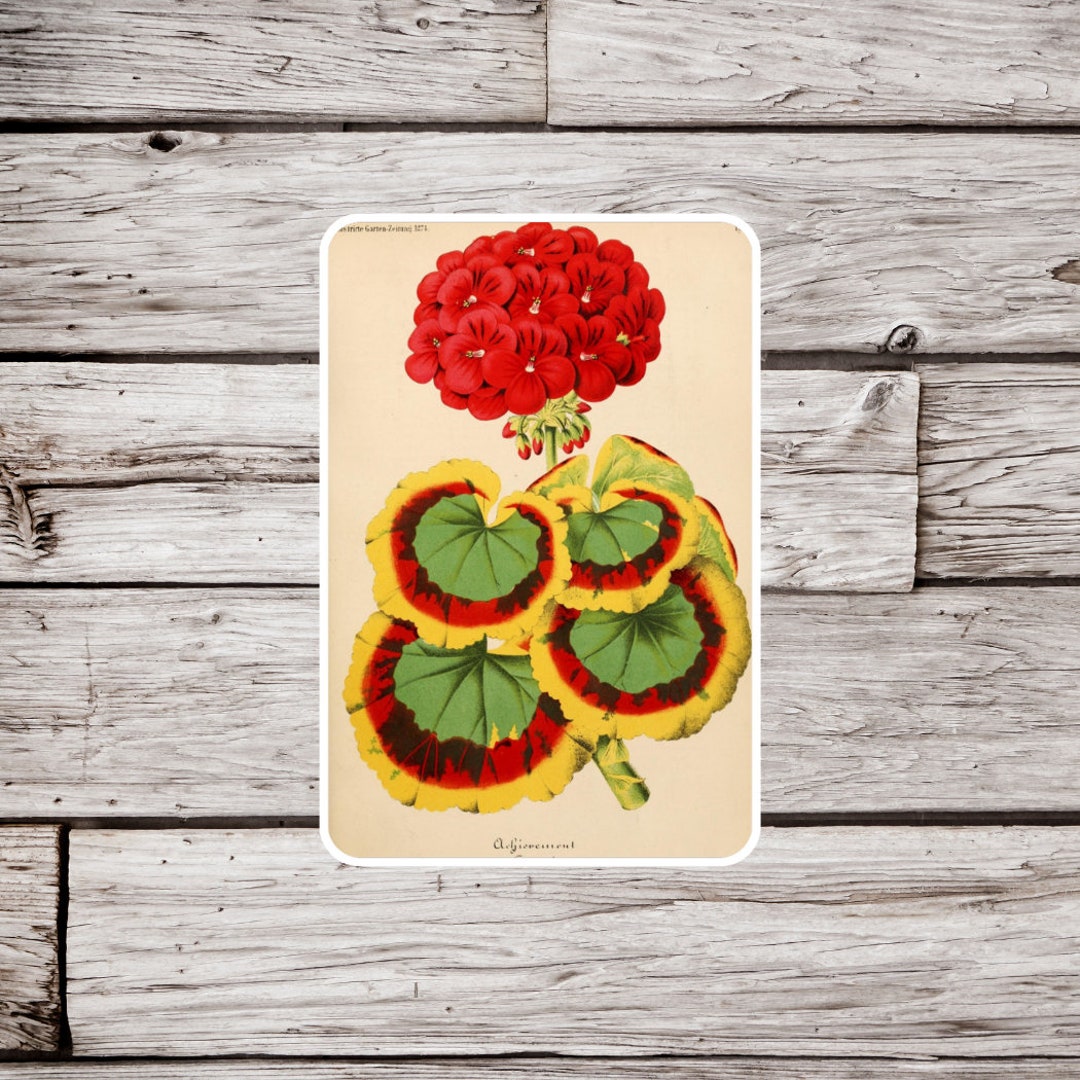 Geranium Sticker, Cranesbills Sticker, Flower Sticker, Botanical ...