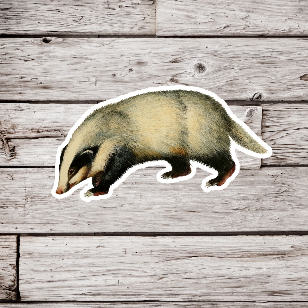 Badger Sticker, Natural History Sticker, Badger Gift, Animal Sticker ...