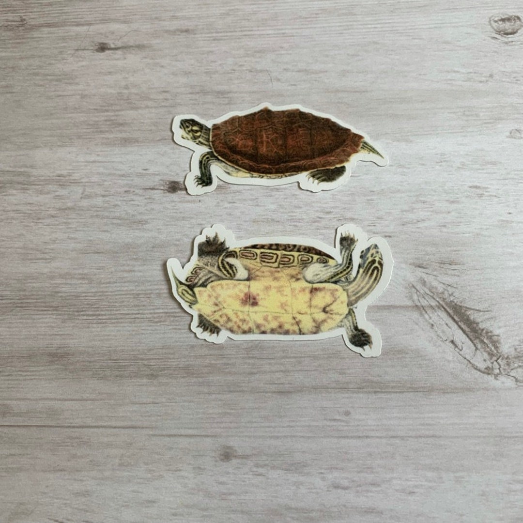 Turtle Sticker Set Turtle Sticker Turtle Shell Sticker - Etsy