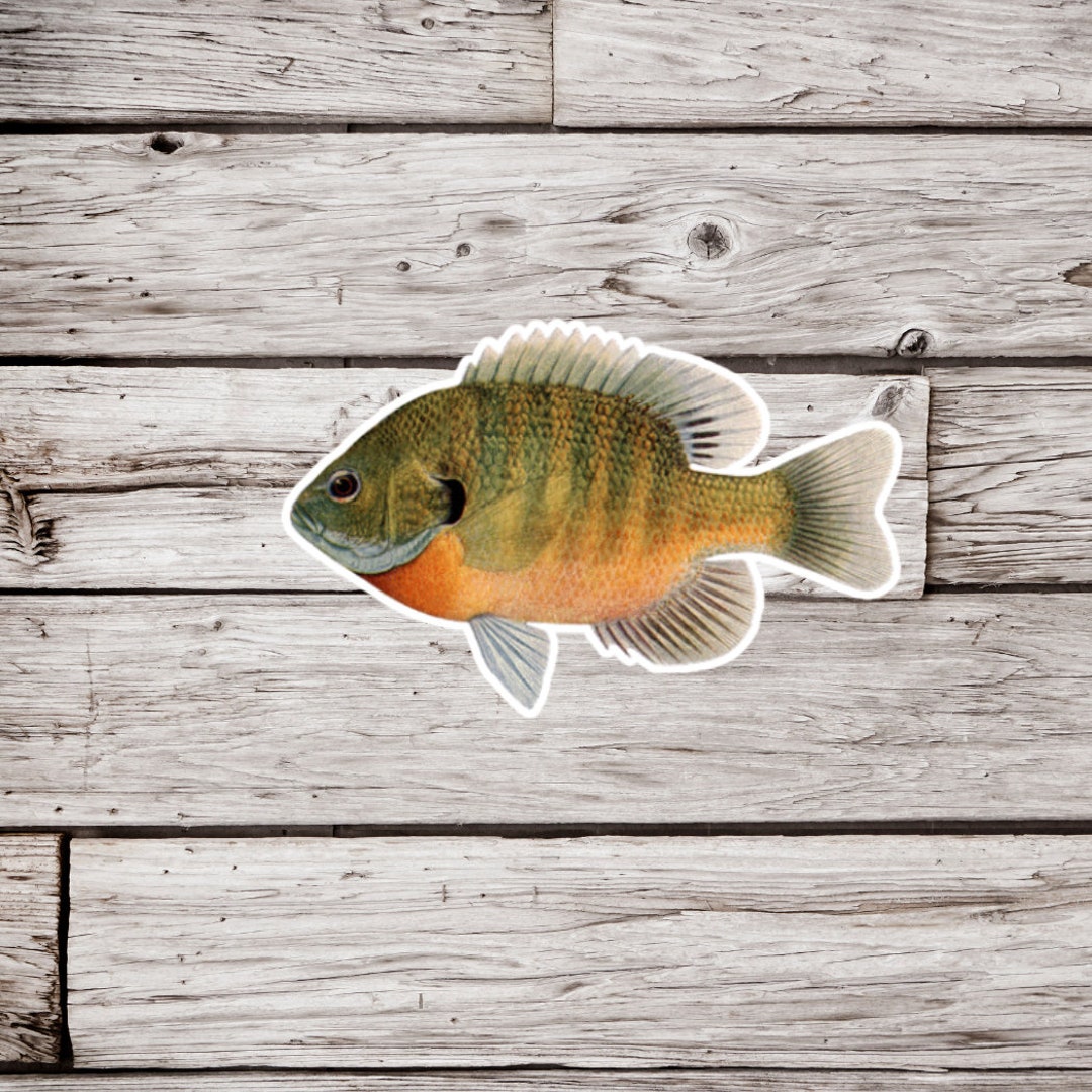 Bluegill Sticker, Gill Sticker, Sunfish Sticker, Fish Sticker, Fishing ...