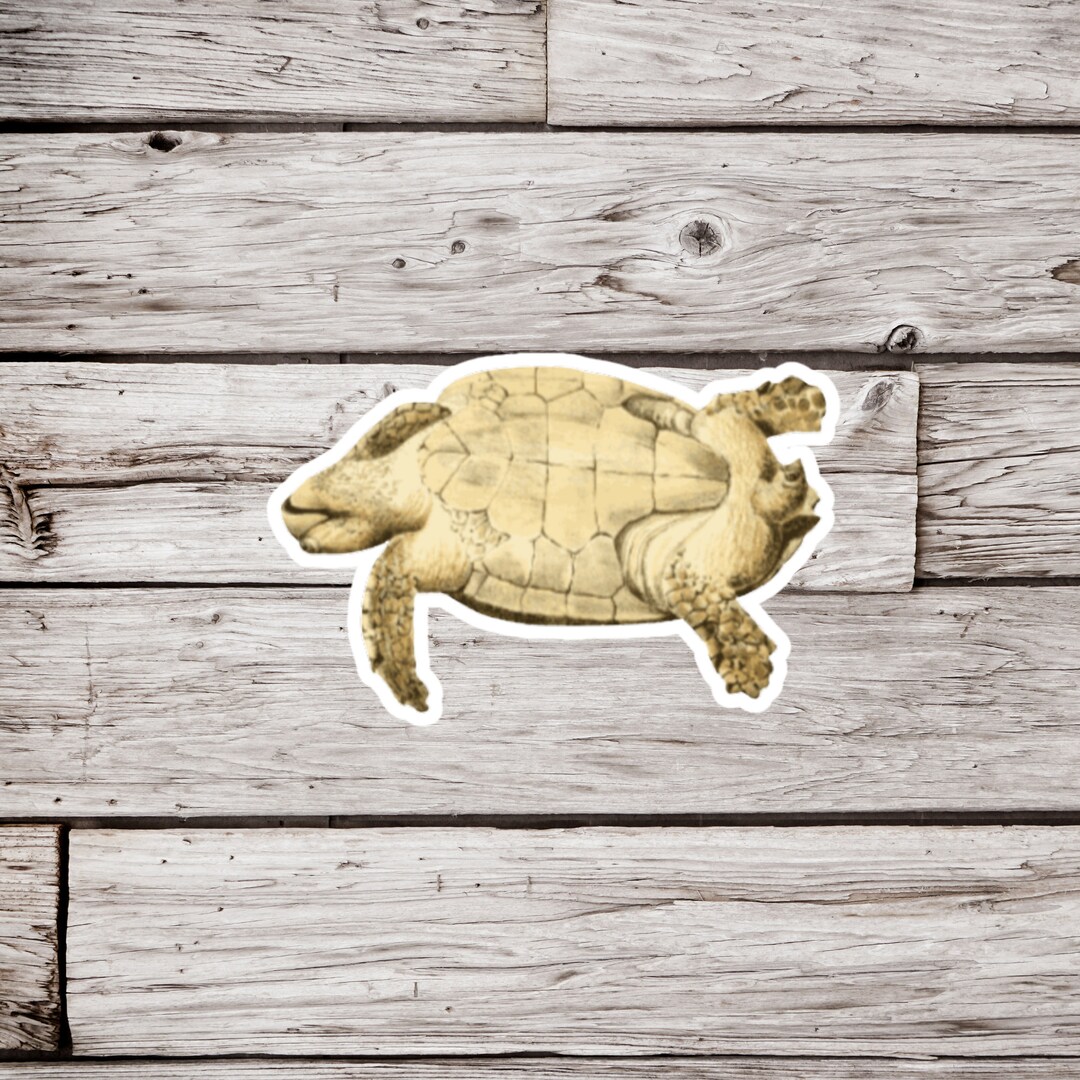 Green Sea Turtle Bottom Sticker, Sea Turtle Sticker, Vintage Sea Turtle ...