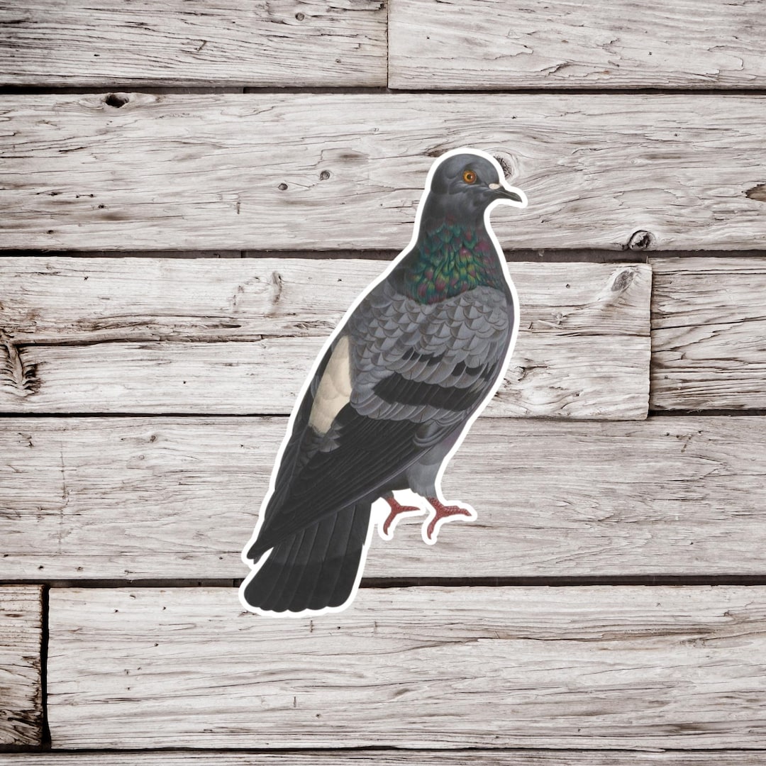 Feral Pigeon Sticker, Pigeon Sticker, Waterproof Bird Sticker ...