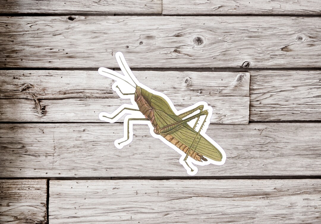 Grasshopper Sticker, Locust Sticker, Insect Sticker, Bug Sticker ...