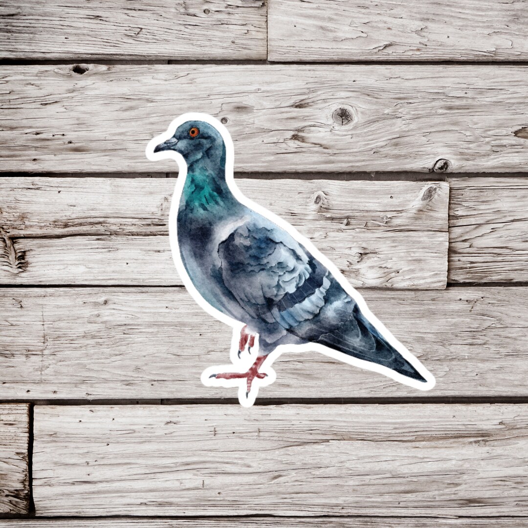 Pigeon Sticker, Rock Pigeon Sticker, Waterproof Sticker, Bird Sticker ...