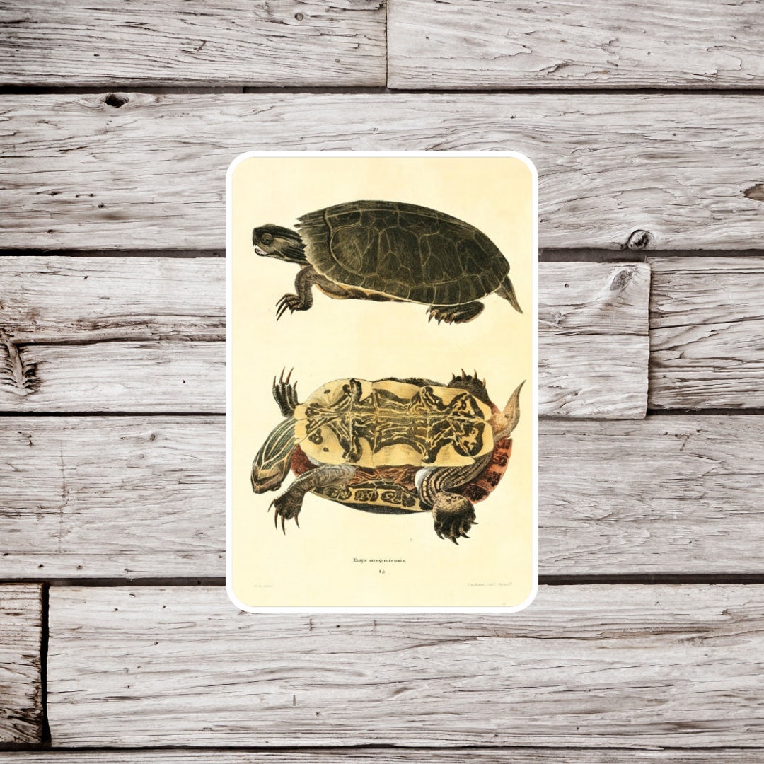Painted Turtle Sticker, Turtle Sticker, Waterproof Sticker, Vintage ...