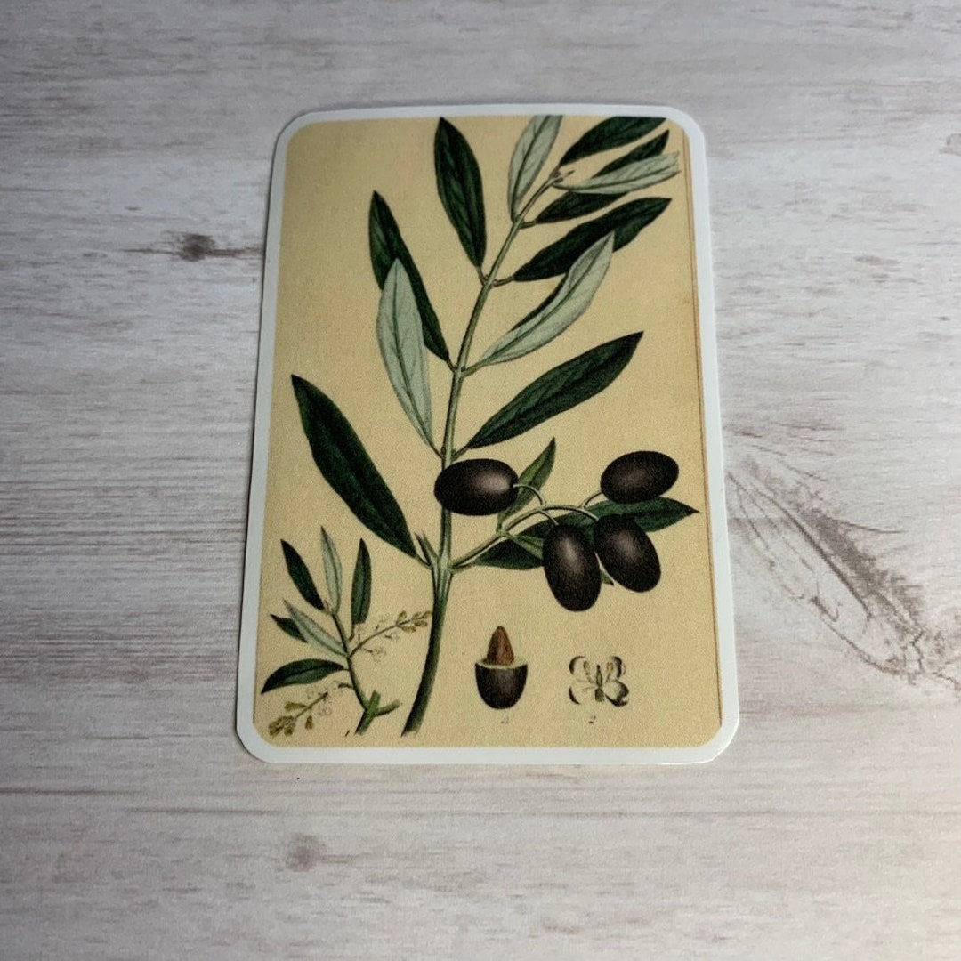 Olive Sticker or Magnet Vintage Olive Sticker Olive Magnet - Etsy