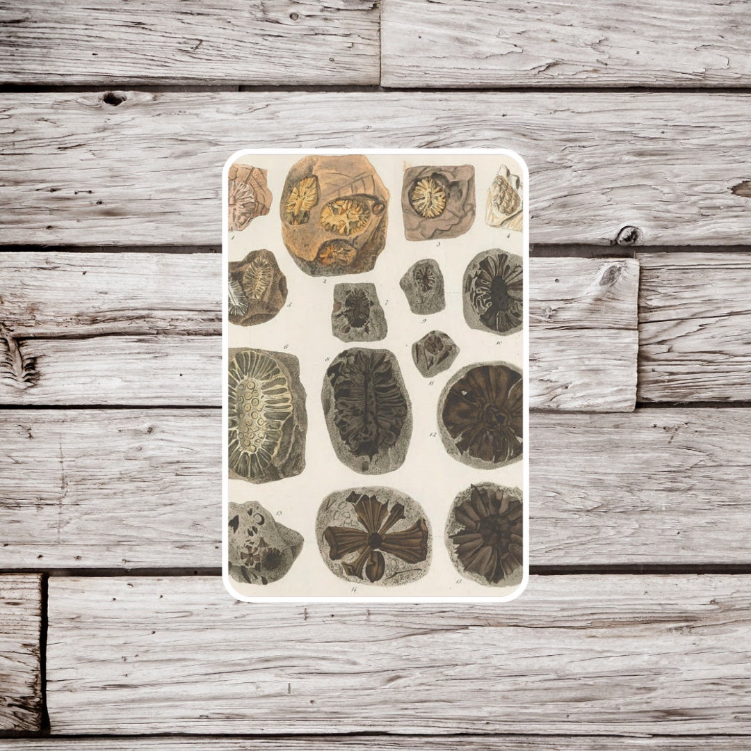 Fossil Sticker, Plant Fossil Sticker, Paleobotany Sticker, Science ...