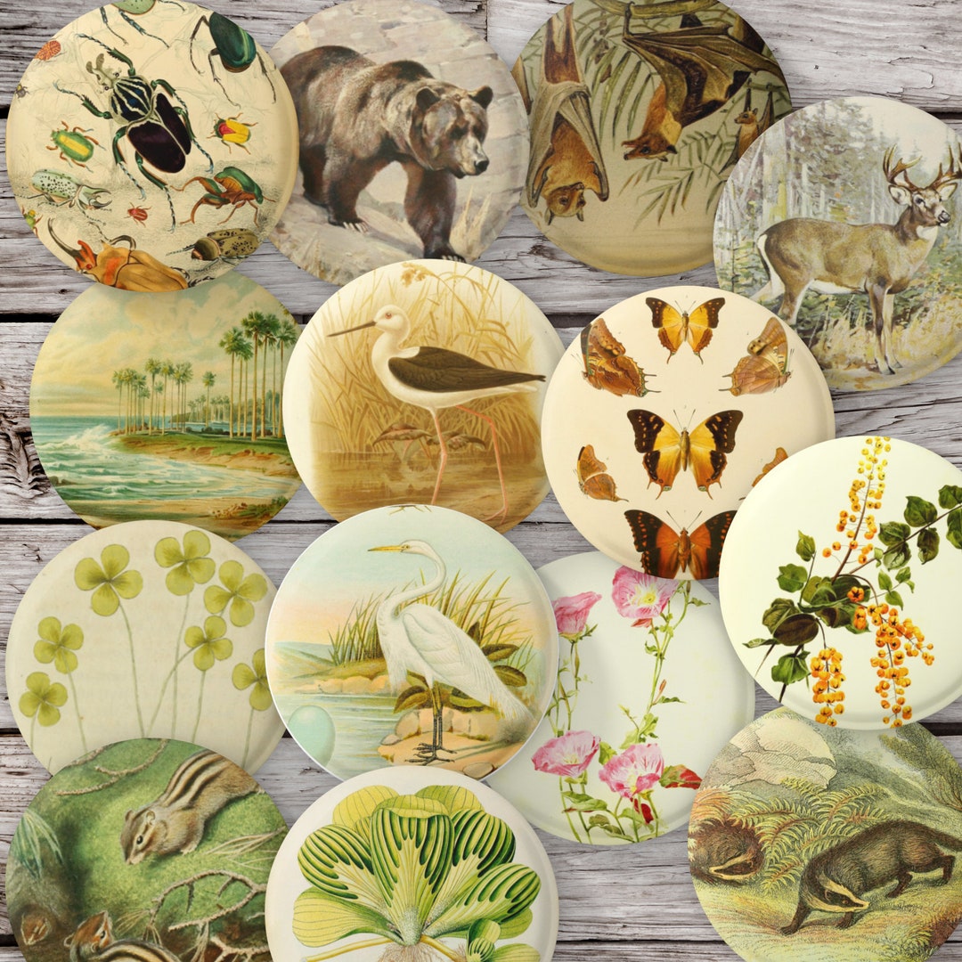 Mix Set of Natural History Themed Pins, Random Assortment of Pins ...