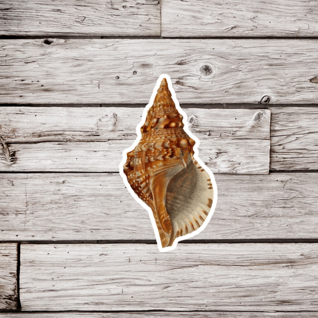 Shell Sticker, Conch Sticker, Vintage Shell Sticker, Seashell Sticker ...