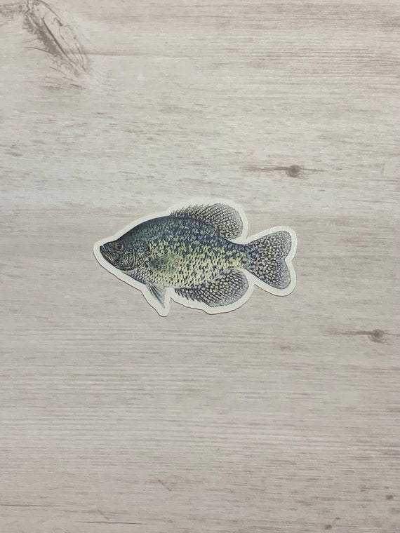 Crappie Sticker or Magnet Fish Sticker Fisherman Sticker - Etsy