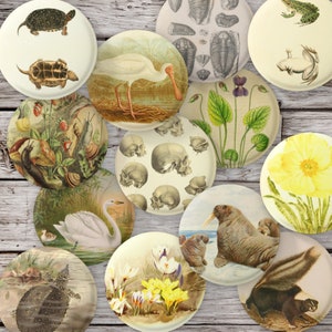 Mix Set of Natural History Themed Pins, Random Assortment of Pins ...