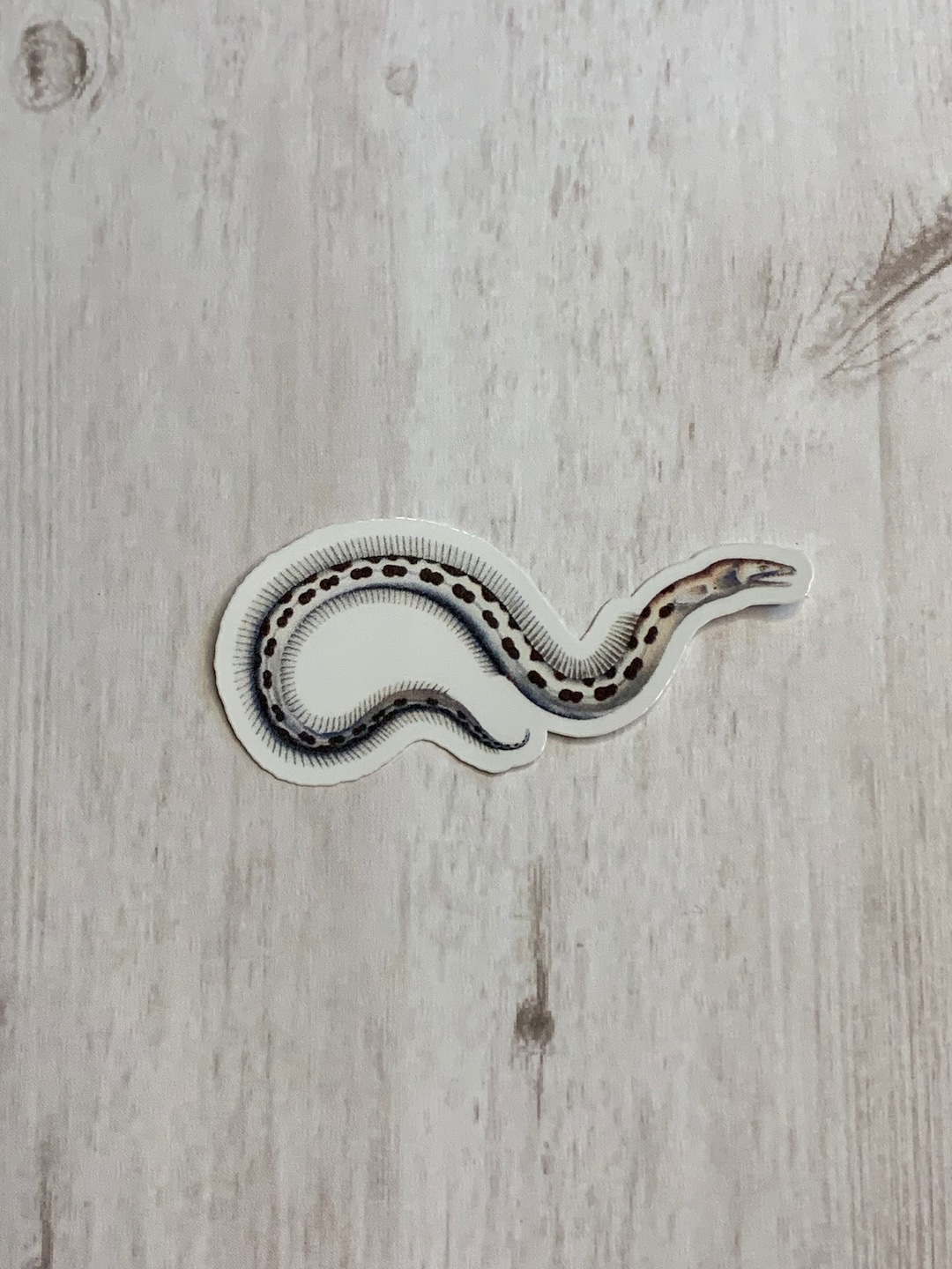 Eel Sticker or Magnet Eel Sticker Waterproof Sticker Ocean - Etsy