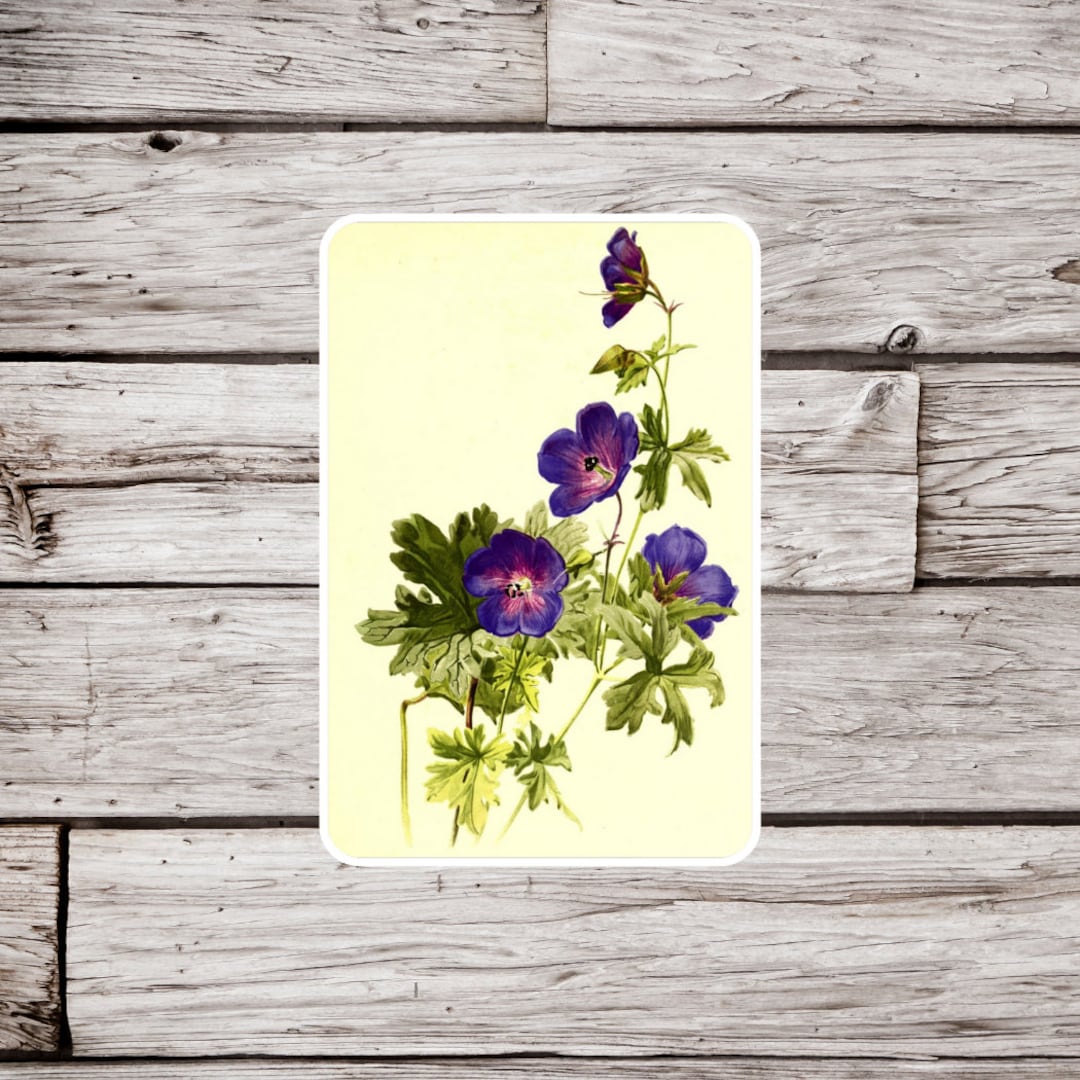 Regal Pelargonium Sticker, Natural History Sticker, Waterproof Sticker ...