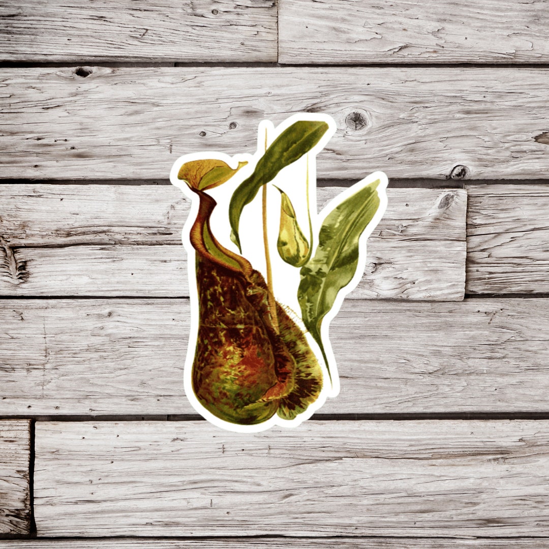 Pitcher Plant Sticker, Nepenthes Sticker, Carnivorous Plant Sticker ...