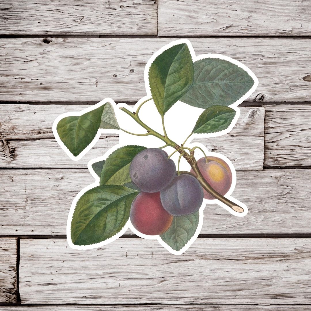 Plum Sticker, Botanical Sticker, Waterproof Sticker, Fruit Sticker ...