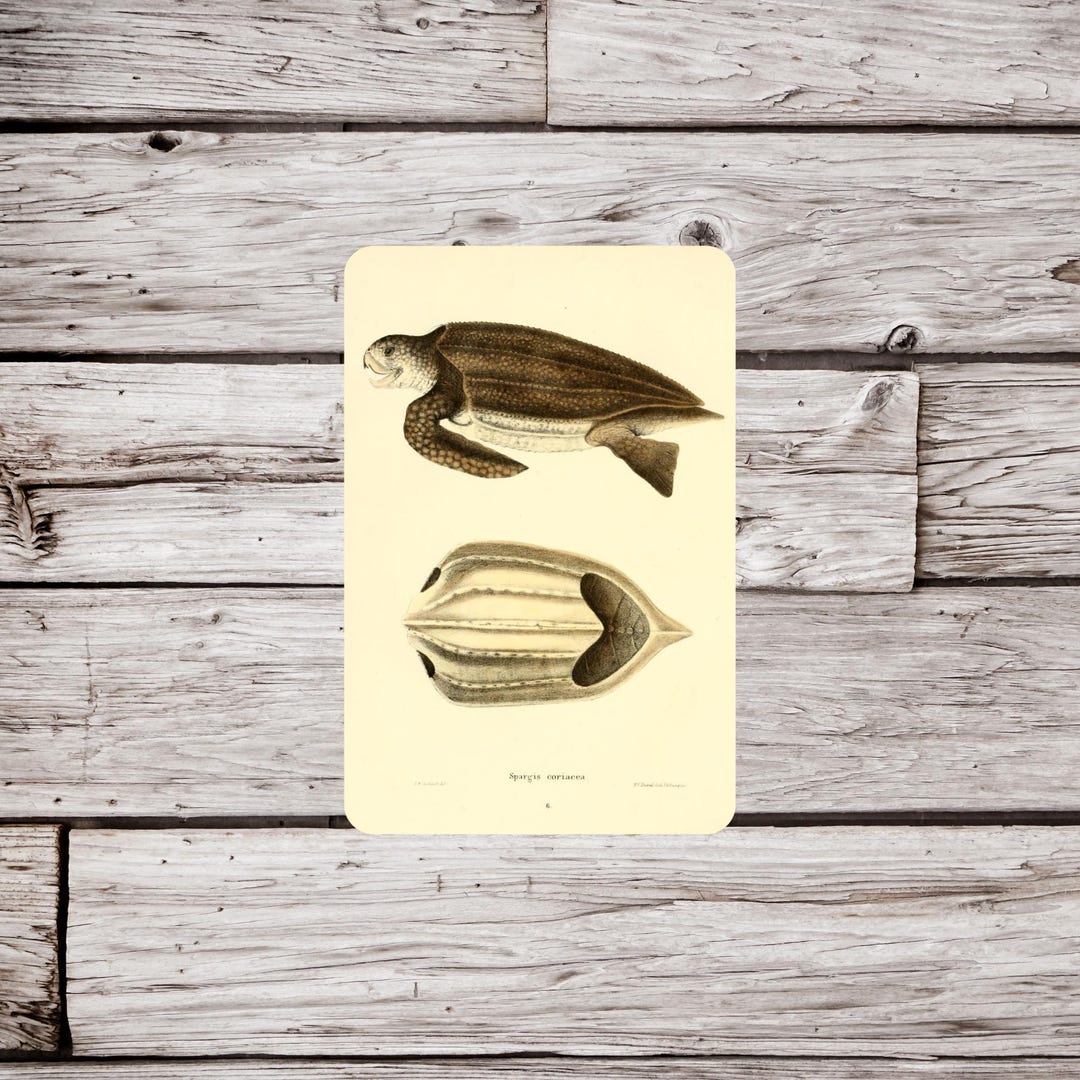 Sea Turtle Sticker, Leatherback Sea Turtle Sticker, Turtle Sticker ...