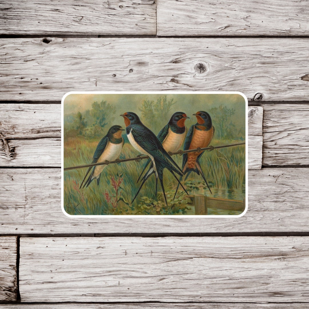 Barn Swallow Sticker or Magnet Swallow Magnet Bird Sticker - Etsy