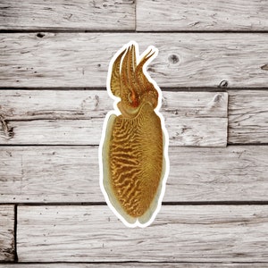Cuttlefish, Squid Sticker, Ocean Sticker, Sea Creature Sticker, Natural ...