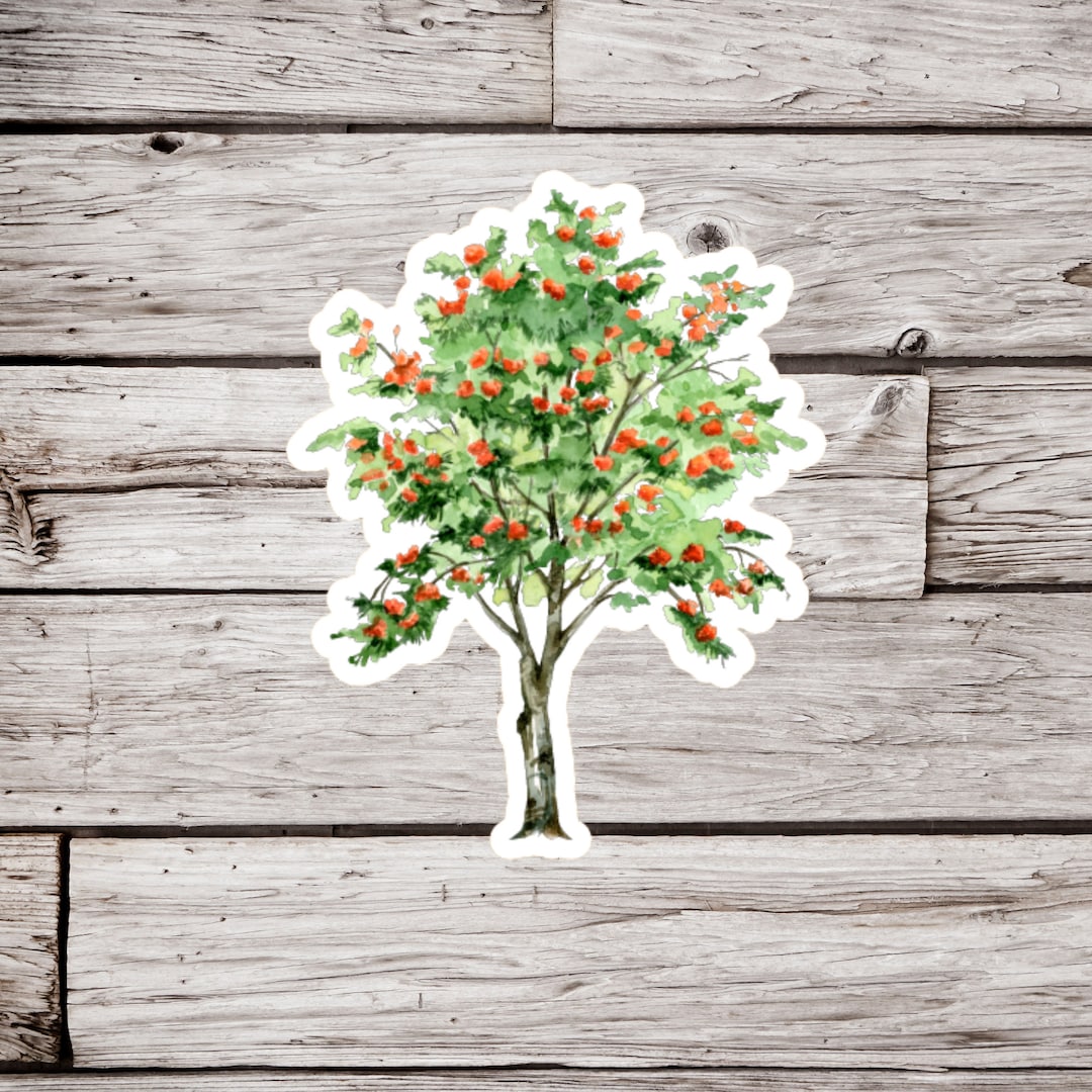 Rowan Tree Sticker, Mountain Ash Sticker, Tree Sticker, Botanical ...