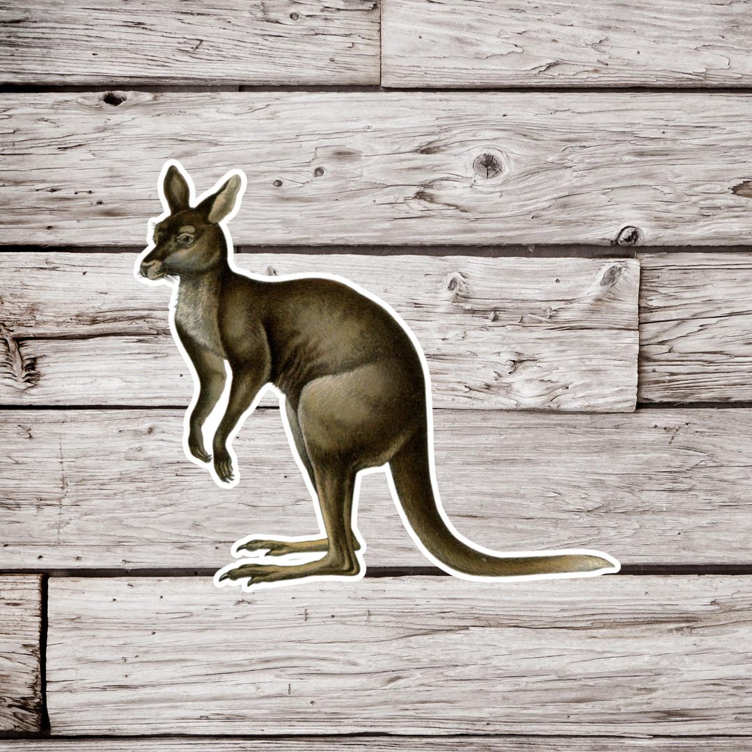 Kangaroo Sticker, Marsupial Sticker, Animal Sticker, Wildlife Sticker ...