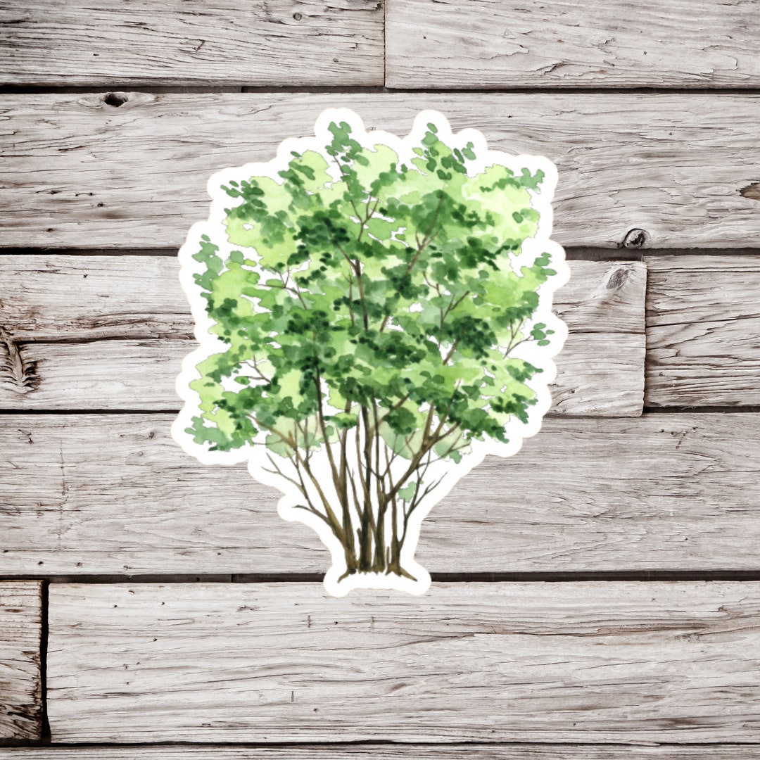 Hazel Tree Sticker, Hazel Sticker, Tree Sticker, Waterproof Sticker ...