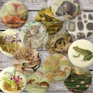 Mix Set of Natural History Themed Pins, Random Assortment of Pins ...
