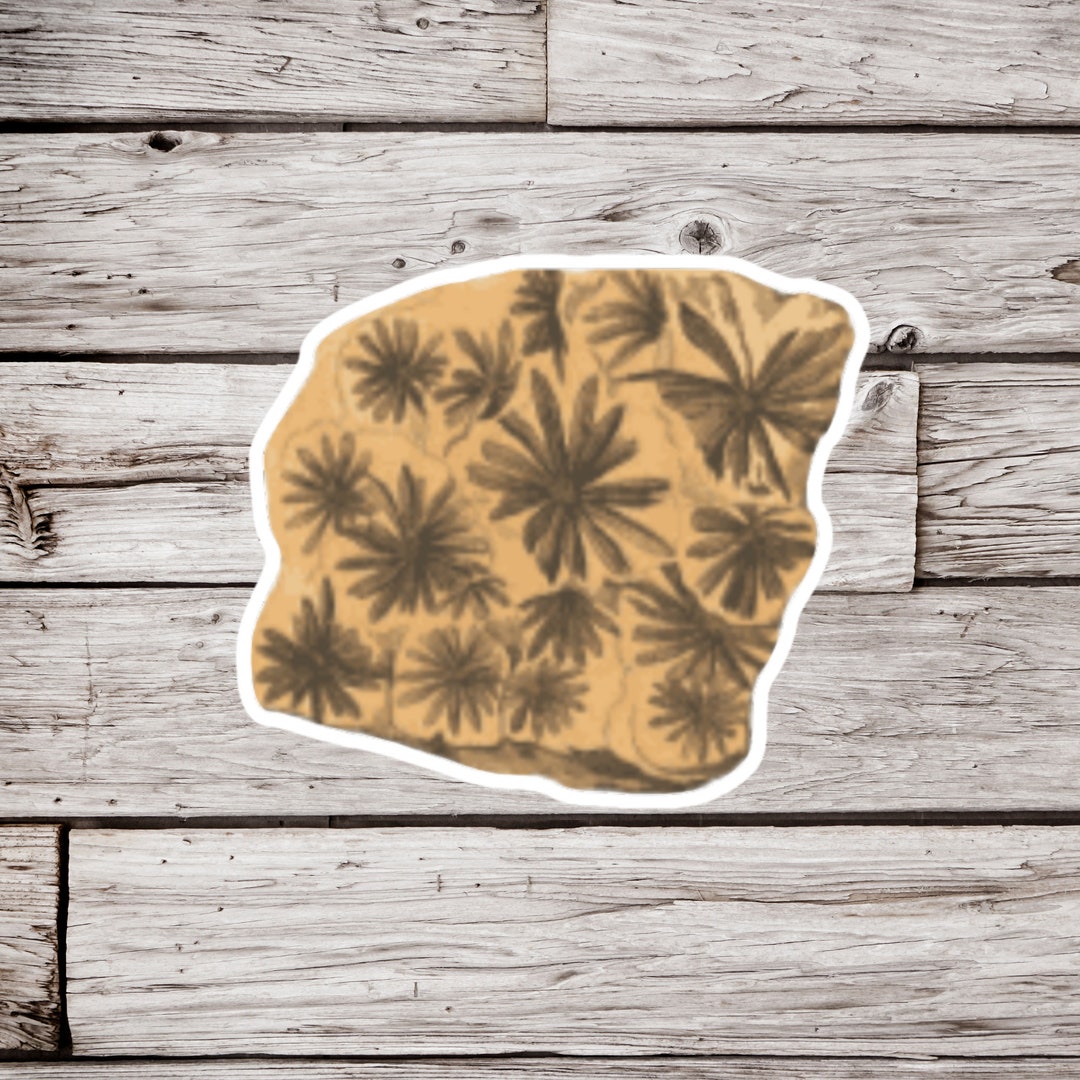 Fossil Sticker, Plant Fossil Sticker, Paleobotany Sticker, Science ...